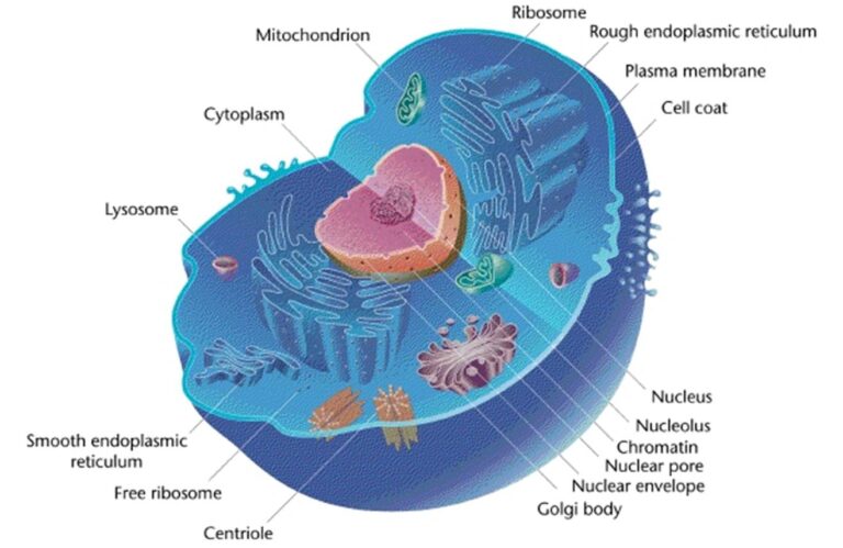 01 Building Blocks of tissues and cells – Stefan Broer