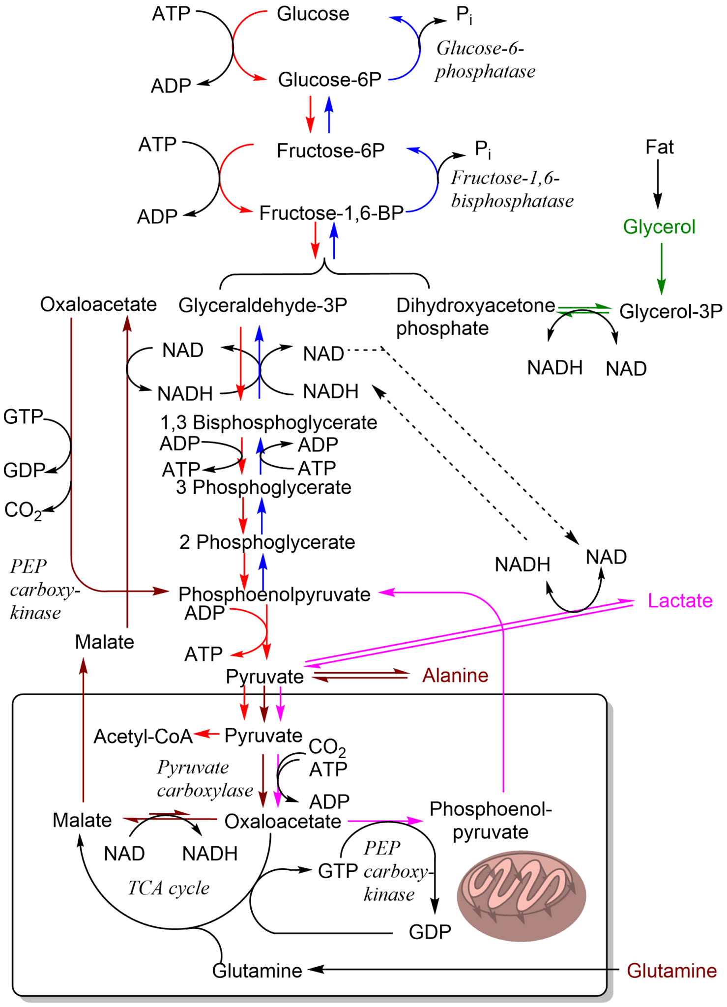 08 Gluconeogenesis and Glycogen – Stefan Broer